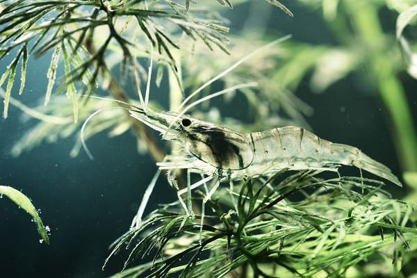 Do shrimp lose color when stressed?