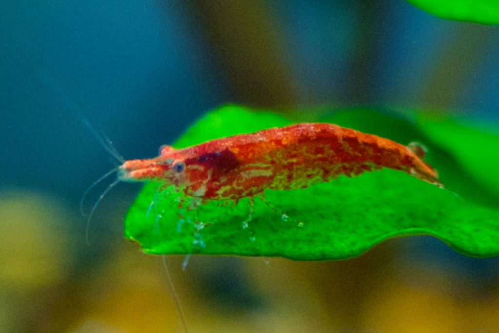 Do shrimp produce eggs?