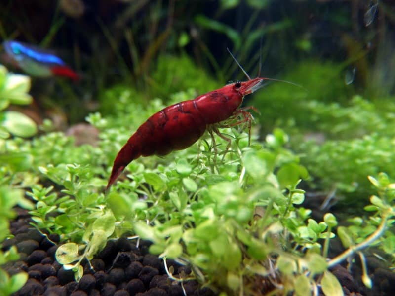 Do shrimps need heat?