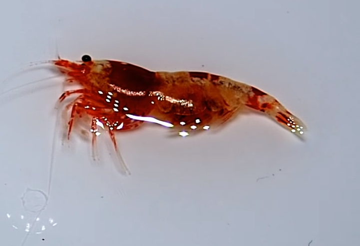 Do shrimps turn red when they die?
