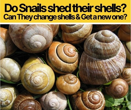 Do snail shells change over time?