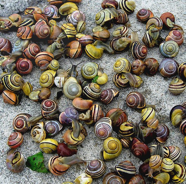 Do snails come in different colors?