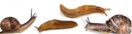 Do snails discard their shells?