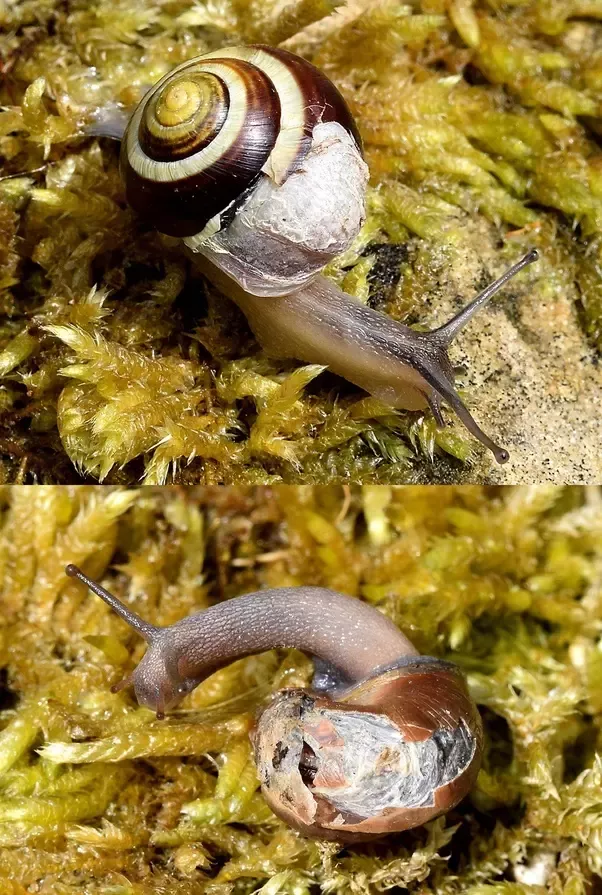 Do snails feel pain when their shell breaks?