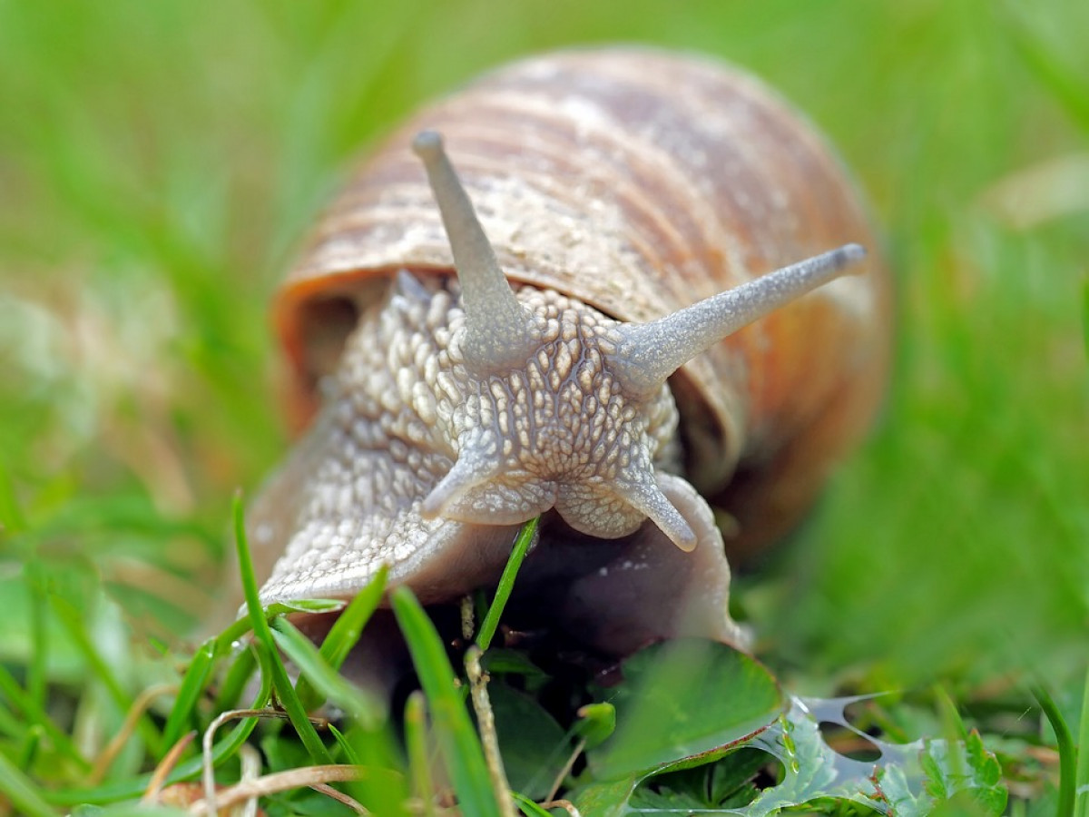 Do snails have feeling in their shell?