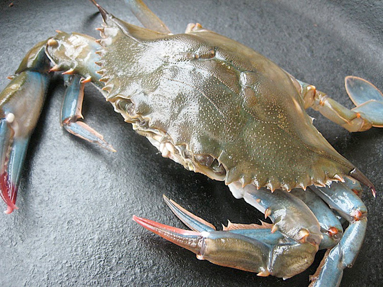 Do soft shell crabs Harden?