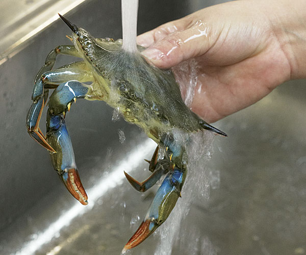 Do soft-shell crabs need to be alive?