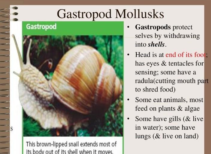 Do some mollusks have shells?