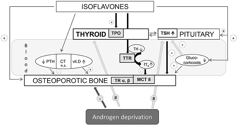 Do soy isoflavones affect thyroid?