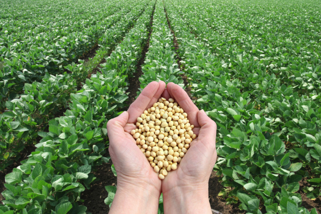 Do soybeans have to be organic?