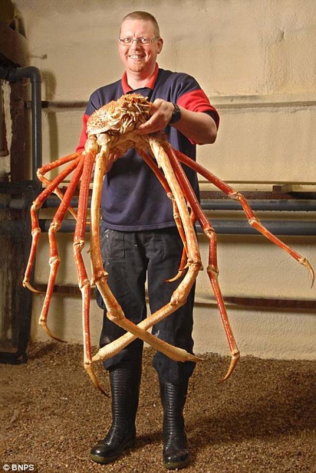 Do spider crabs eat humans?