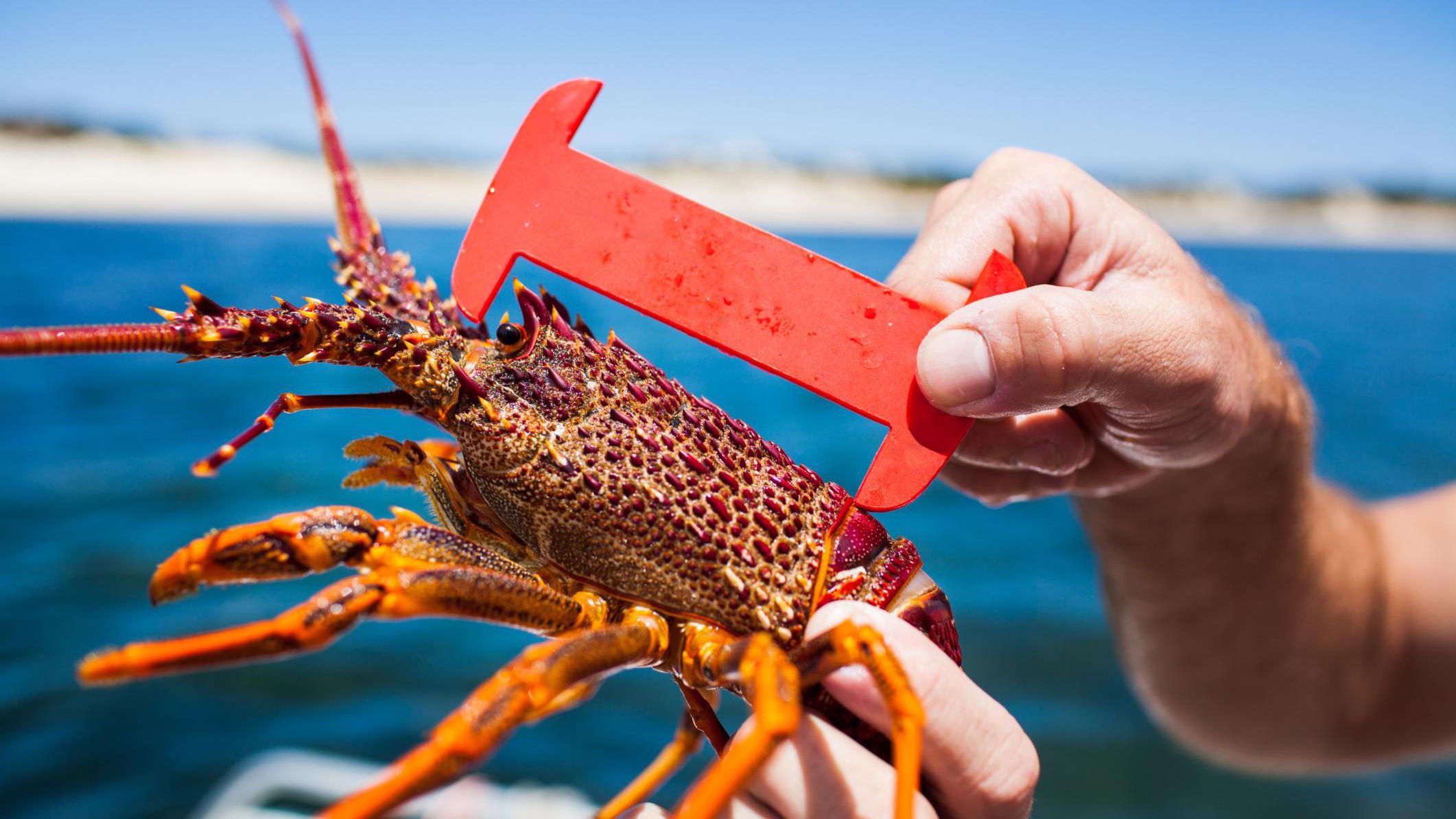 Do spiny lobsters taste good?