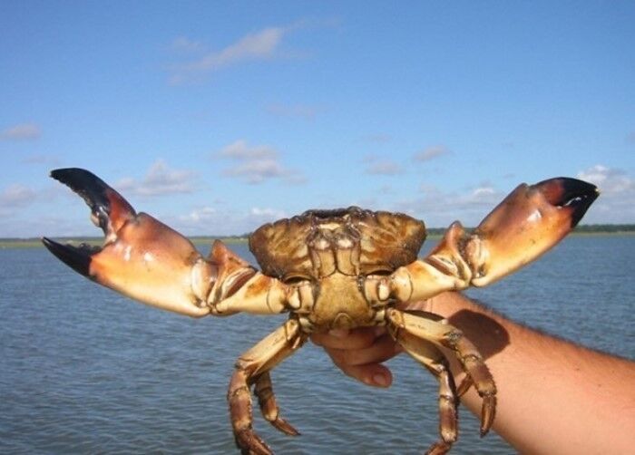 Do stone crabs have a season?