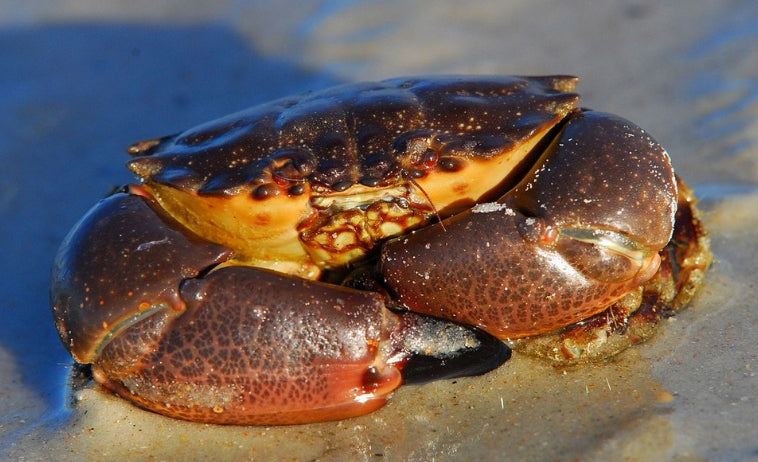 Do stone crabs taste different?