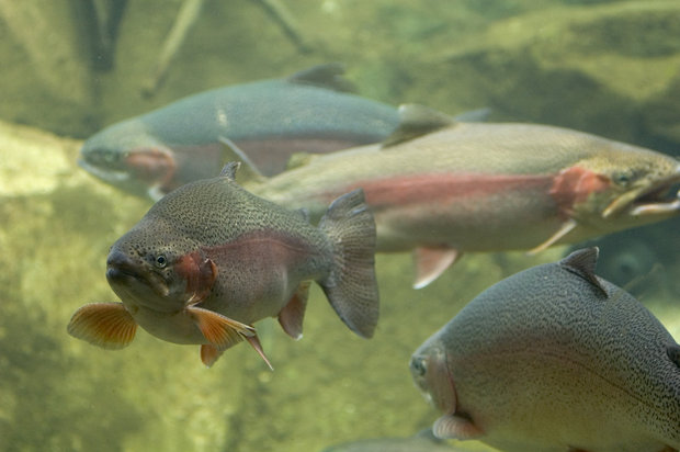 Do stressed fish taste worse?