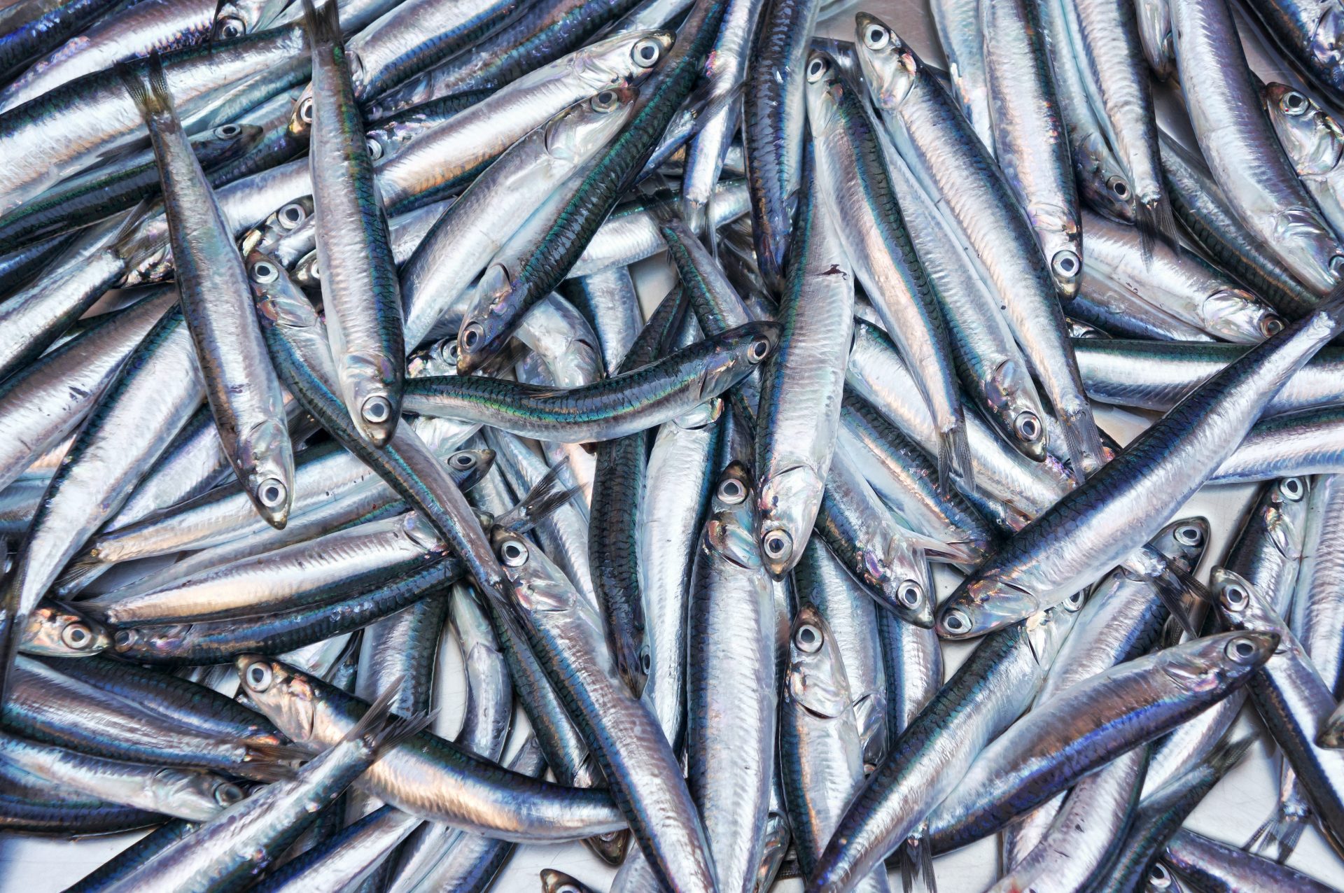 Do sustainable fisheries exist?