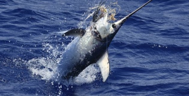 Do swordfish have swim bladders?