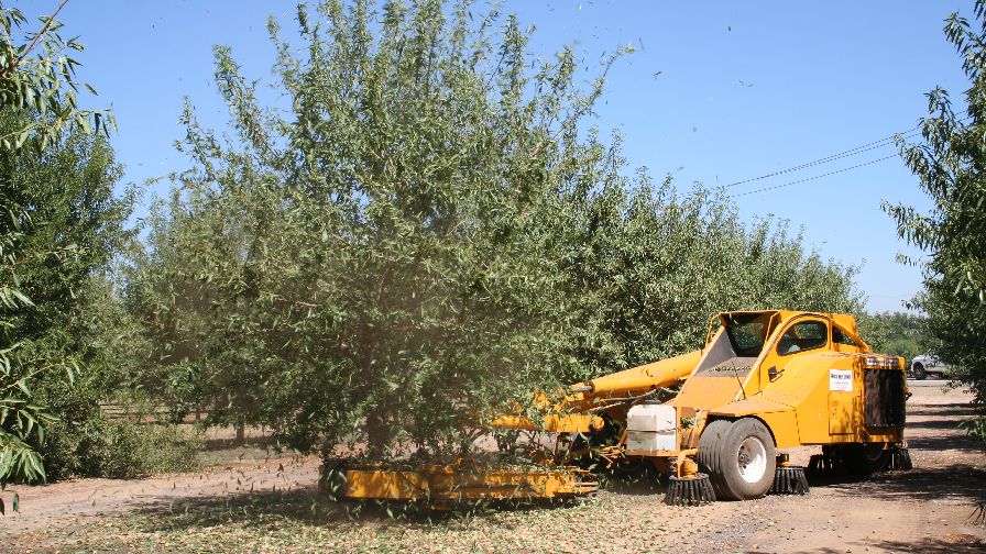 Do they really shake almond trees?