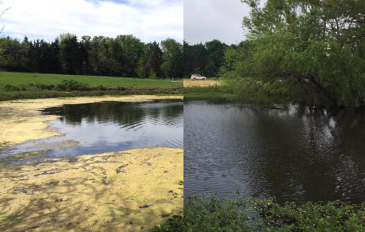 Do tilapia keep ponds clean?