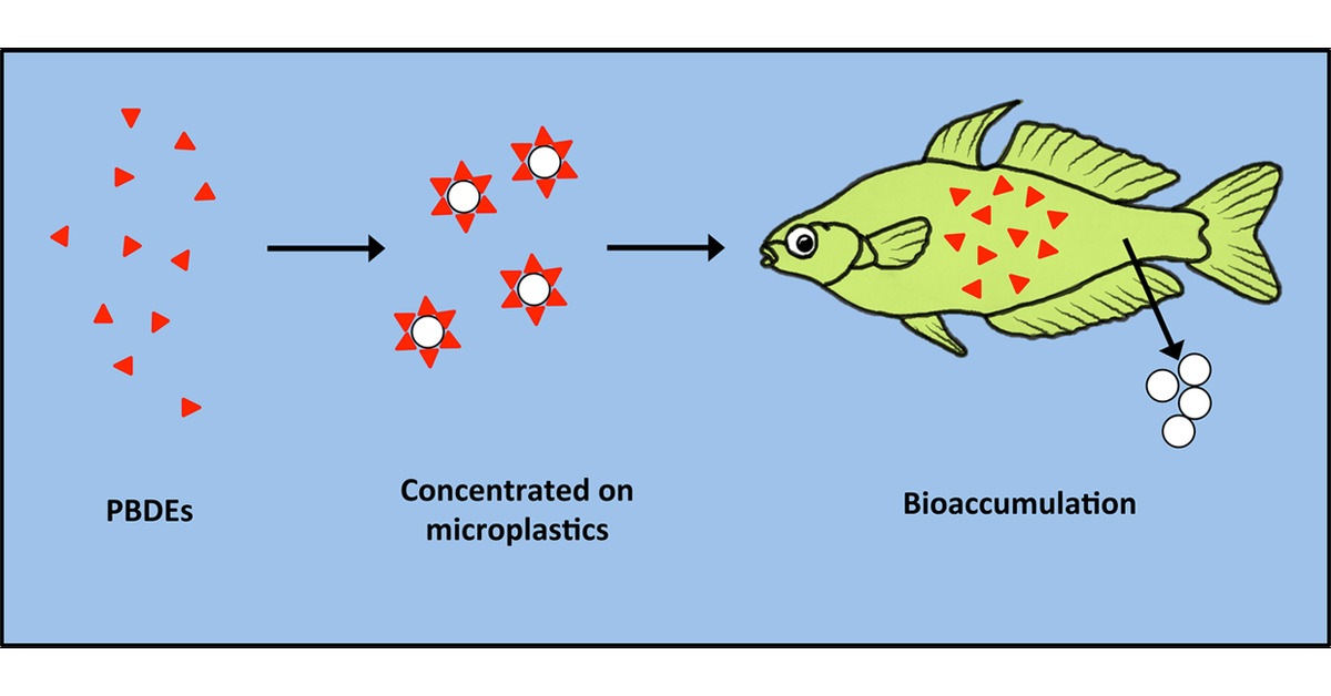 Do toxins accumulate in fish skin?