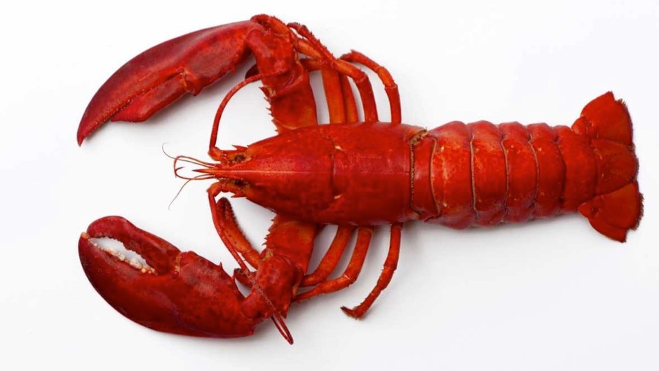Do you cook live lobsters or dead lobsters?
