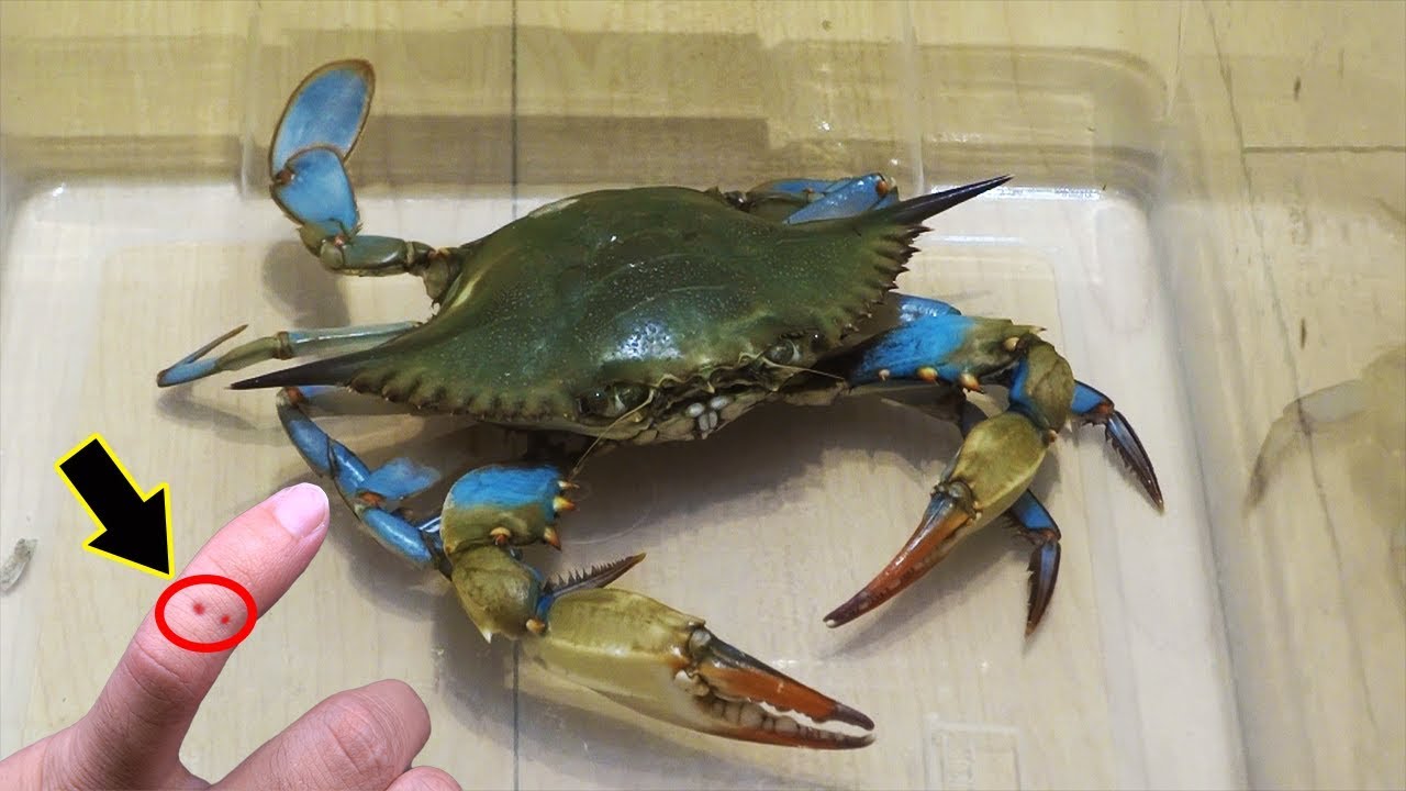 Do you cut the claws off blue crabs?
