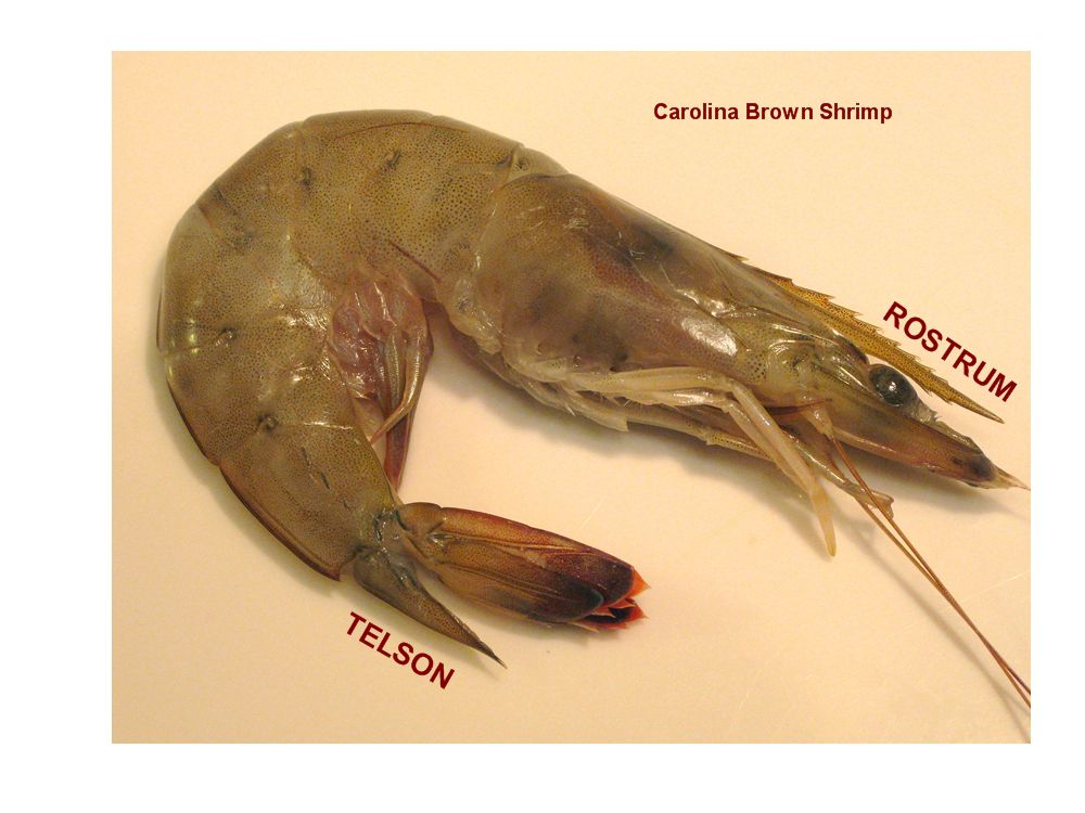 Do you deadhead shrimp before boiling?