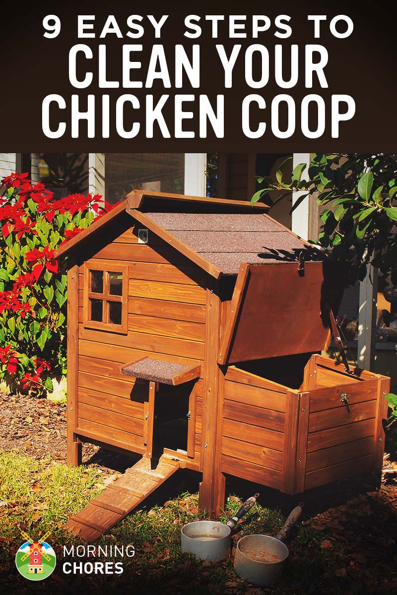 Do you have to clean up chicken poop?