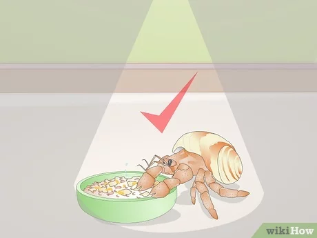 Do you have to feed hermit crabs?