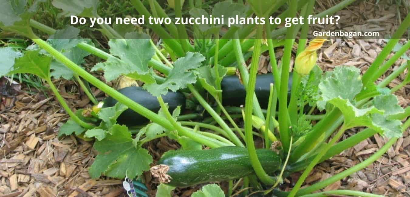 Do you need 2 zucchini plants to get fruit?