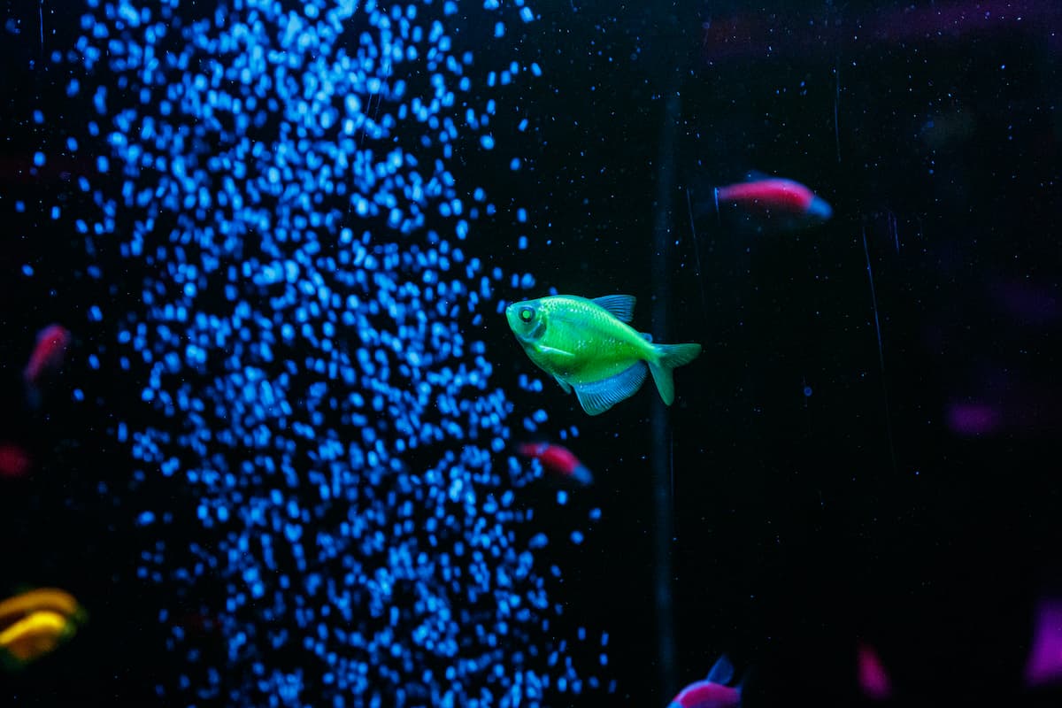 Do you need a blue light for GloFish?