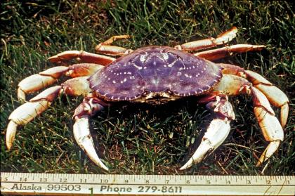 Do you need a license to go crabbing in Washington?