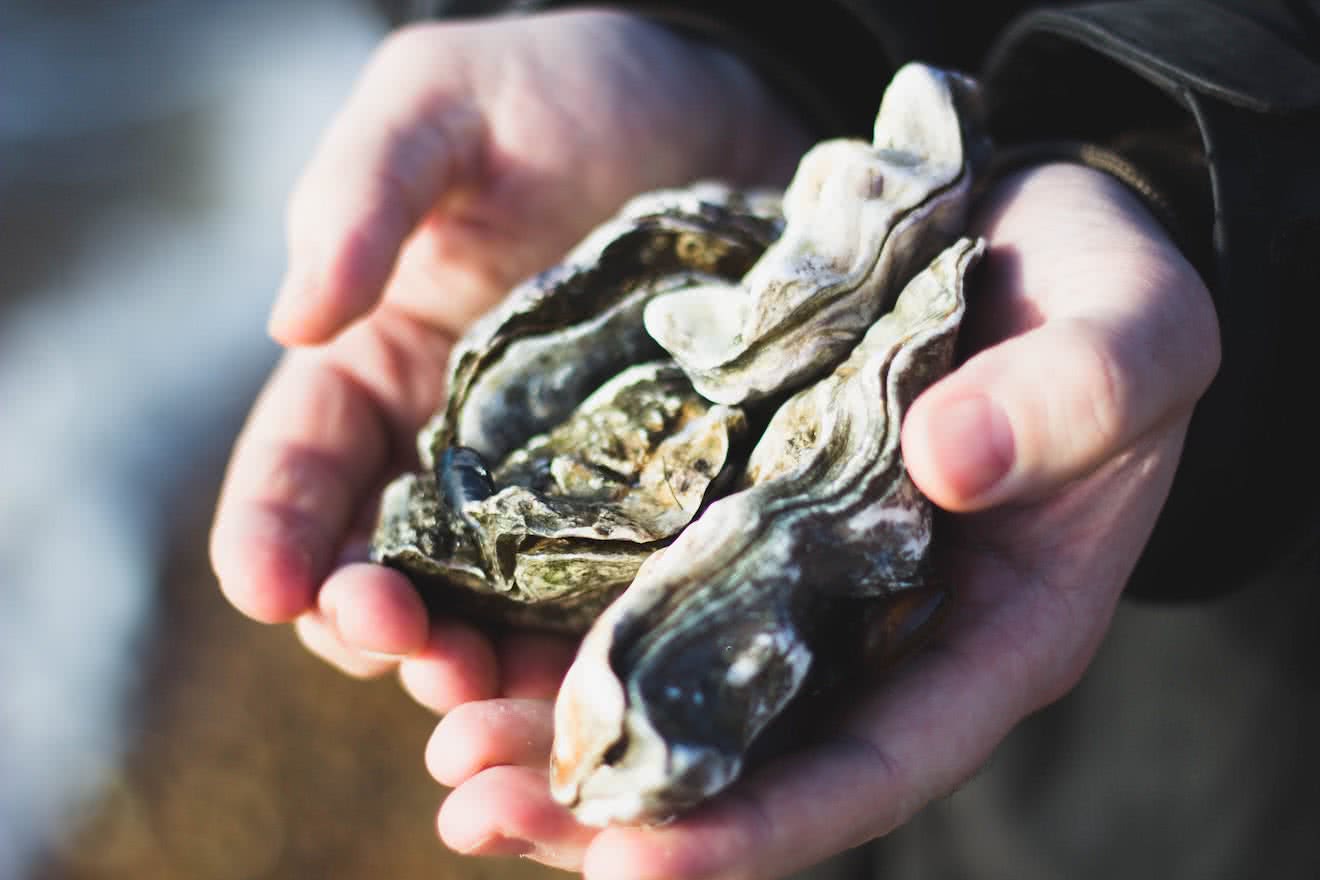 Do you need a license to pick oysters in BC?