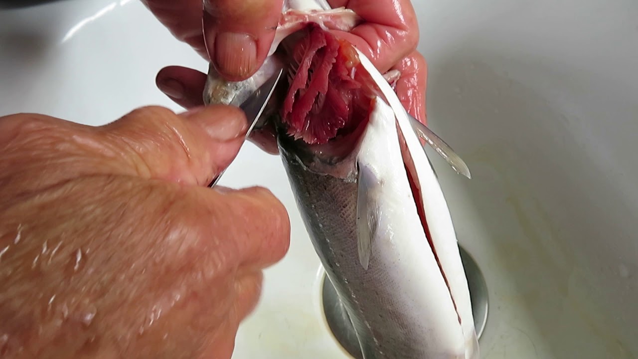 Do you need to remove gills from fish?