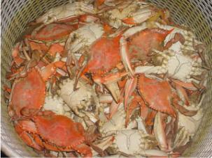 Do you purge crabs before you boil them?
