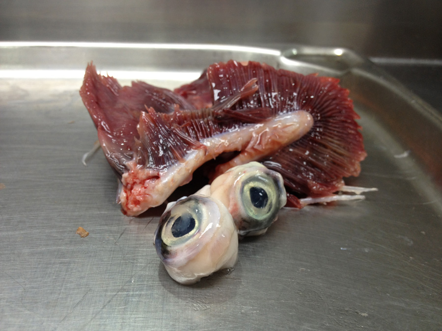 Do you remove the eyes for fish stock?