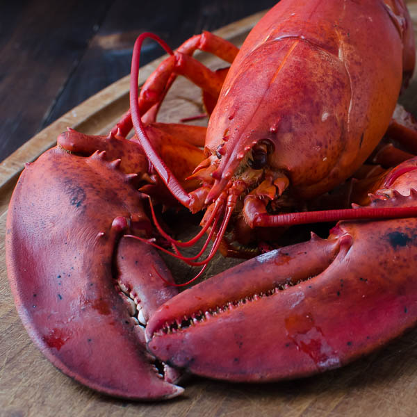Do you use lobster heads in stock?