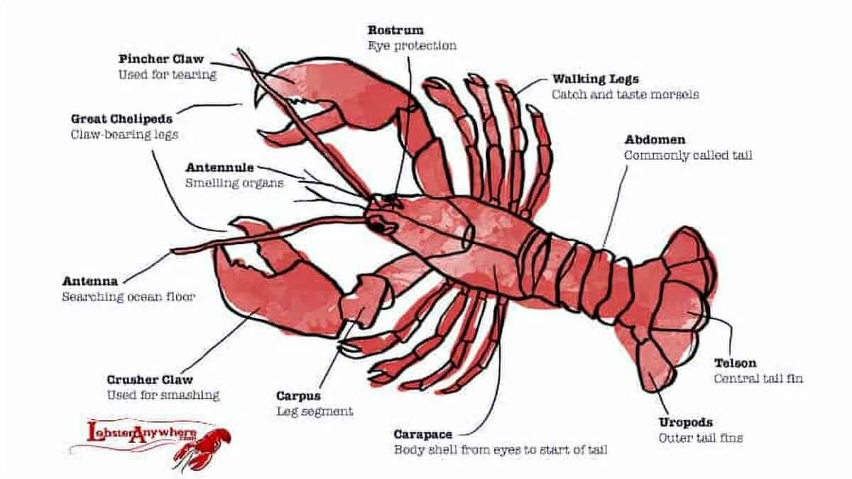 Do you use the lobster head?