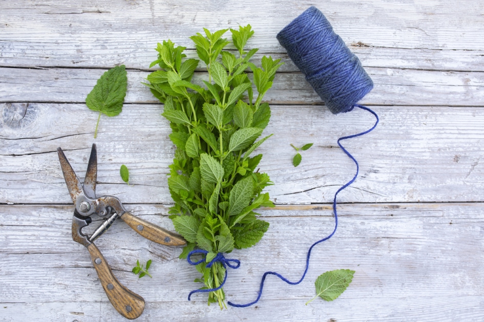 Do you wash your herbs before you dry them?