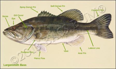 Does a bass have a spine?