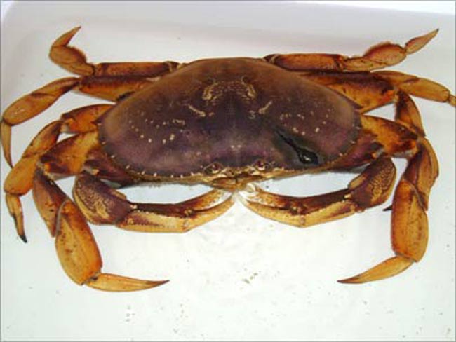 Does a crab feel pain when boiled?