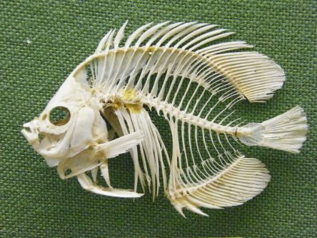Does a fish have a backbone?