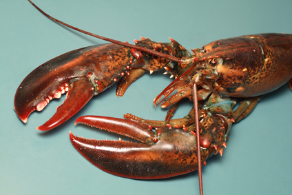 Does a lobster have a natural predator?