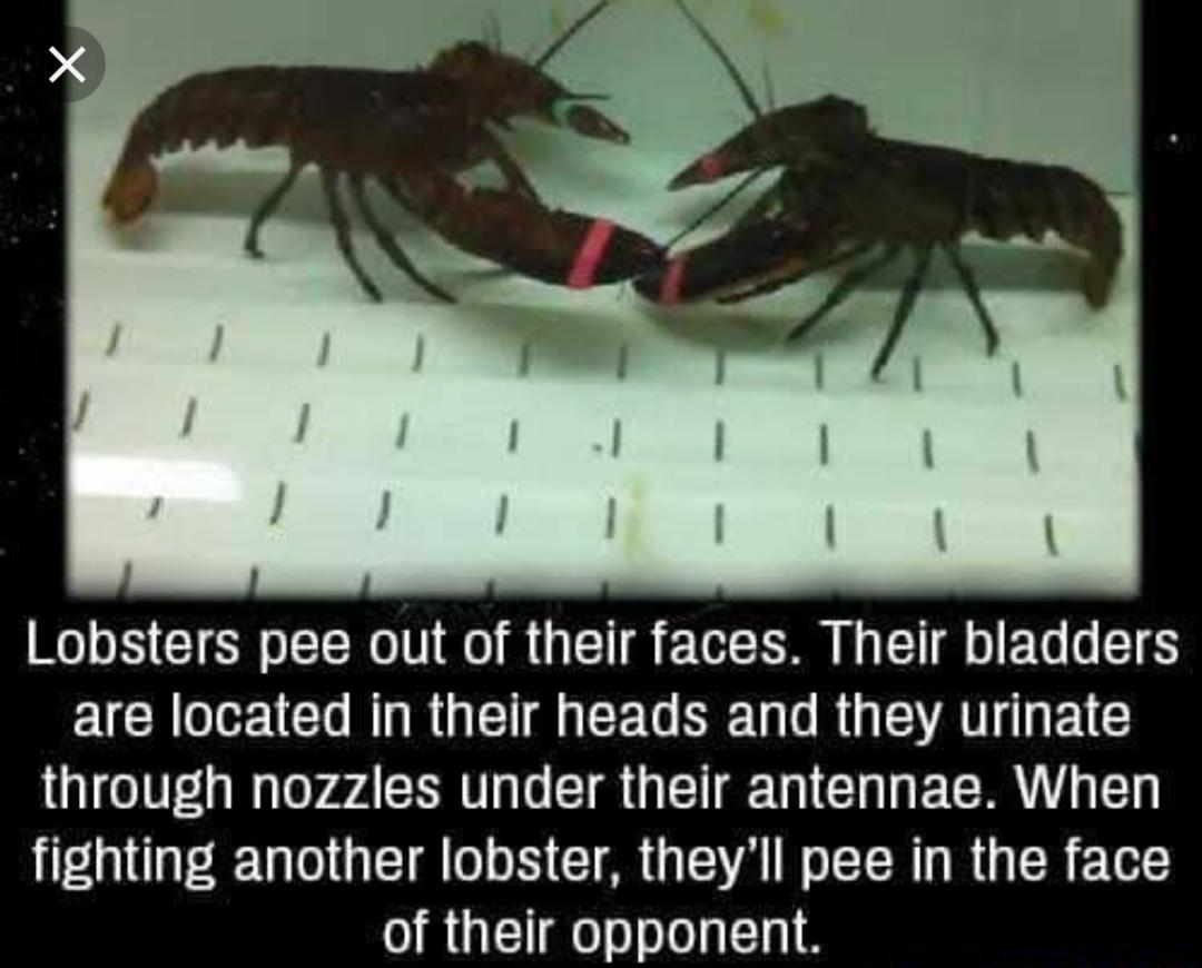 Does a lobster pee out of its face?