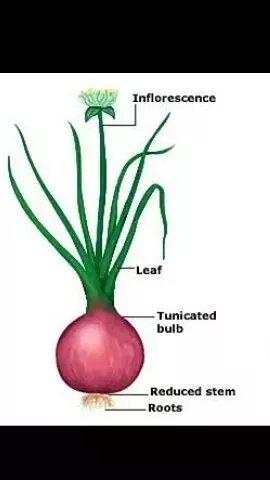 Does a onion have stems?