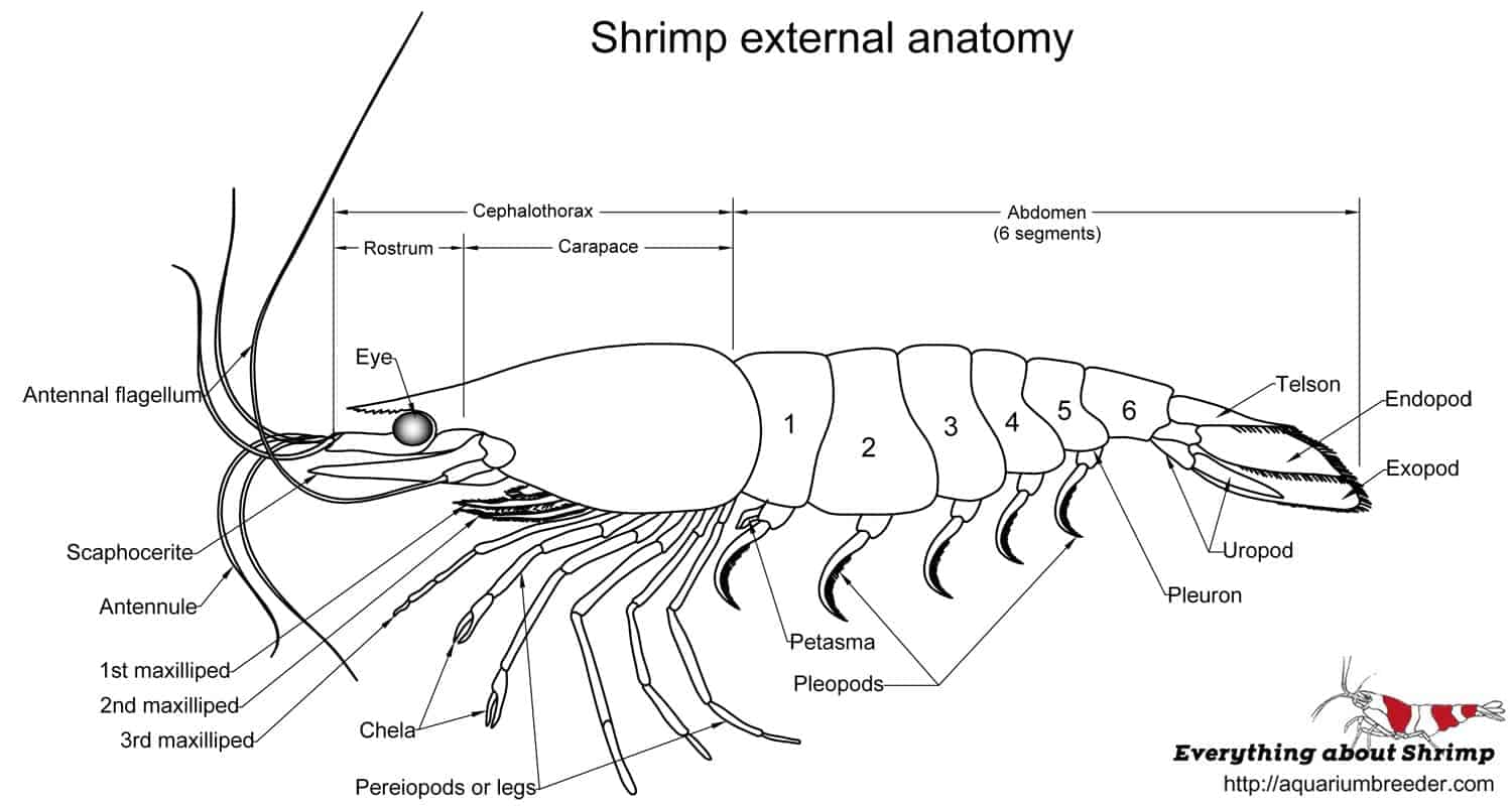 Does a shrimp have 6 legs?