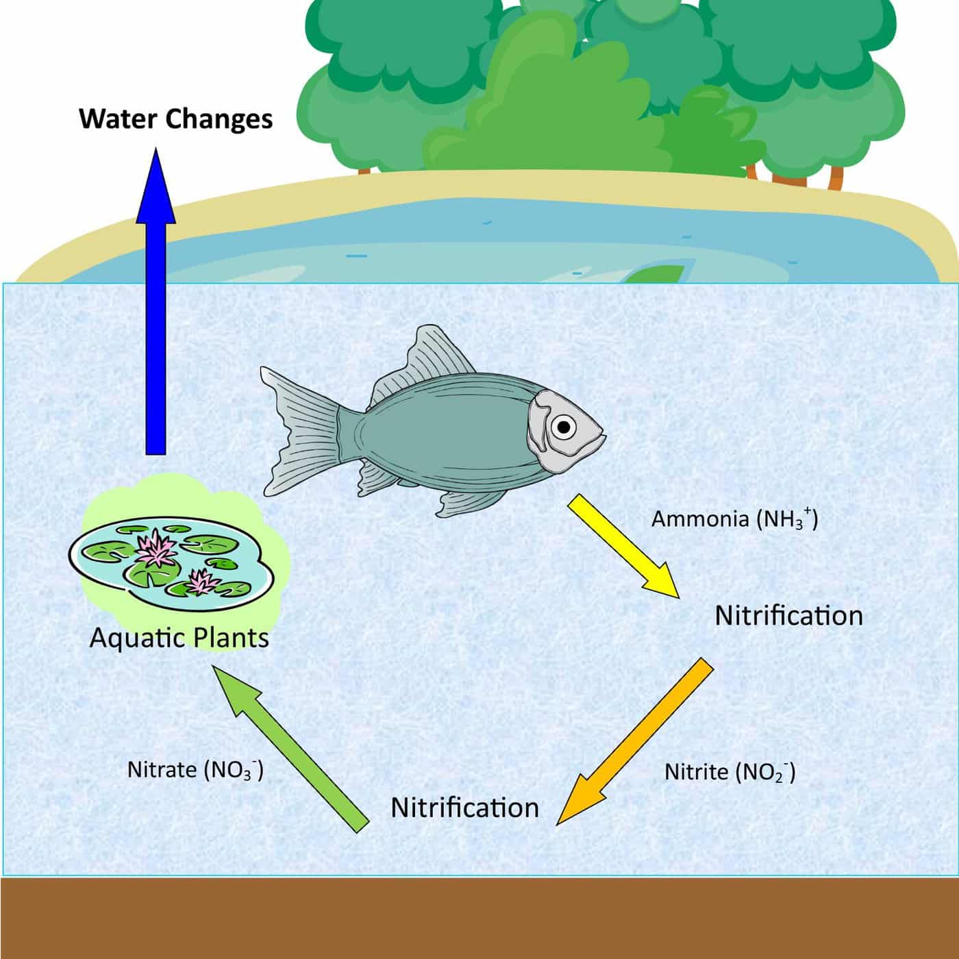 Does adding new fish increase ammonia?