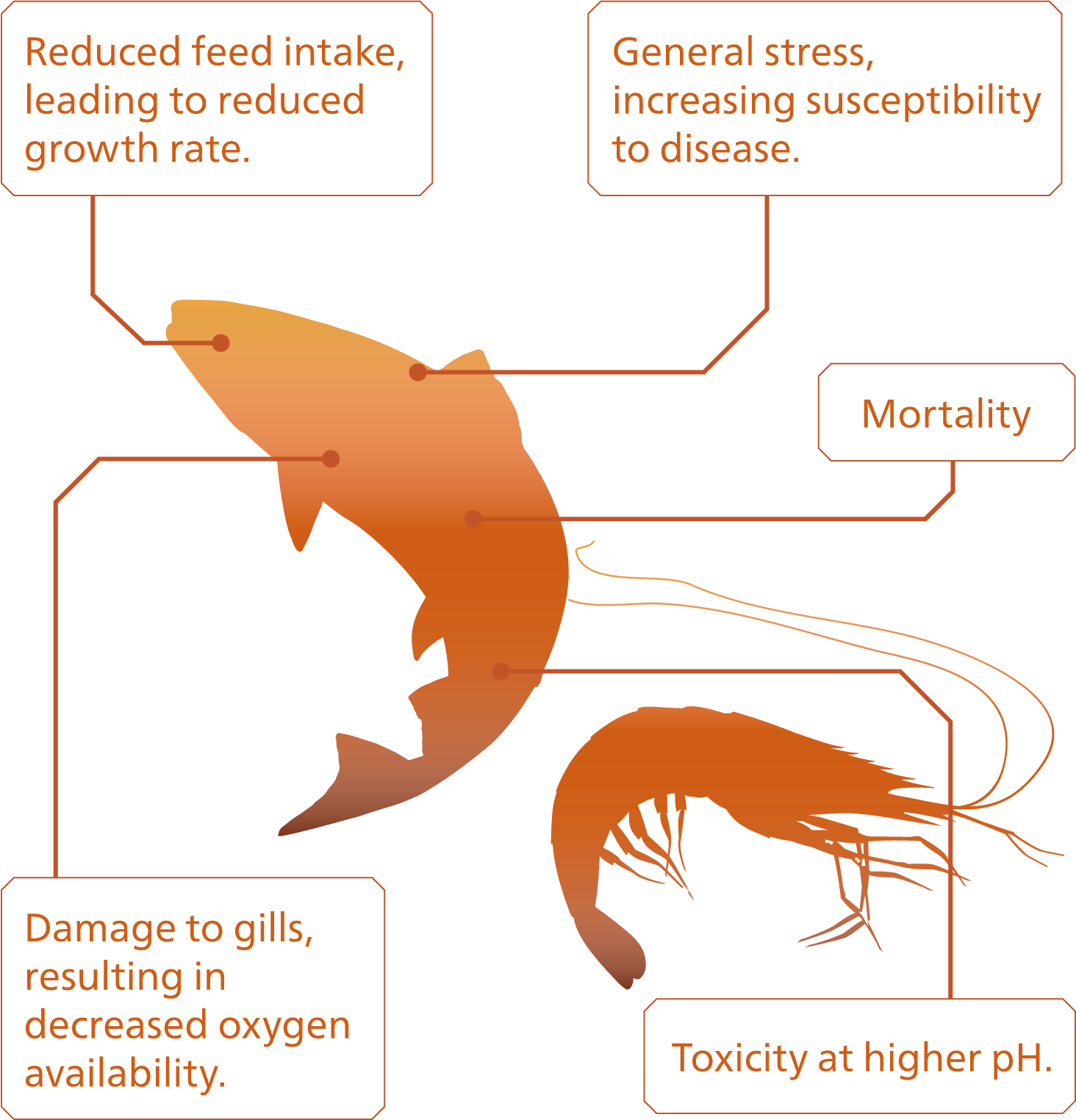 Does ammonia affect shrimp?