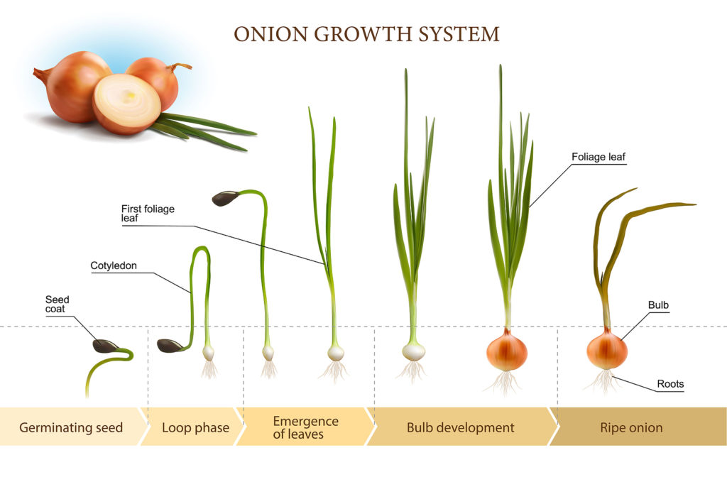 Does an onion come from a seed?
