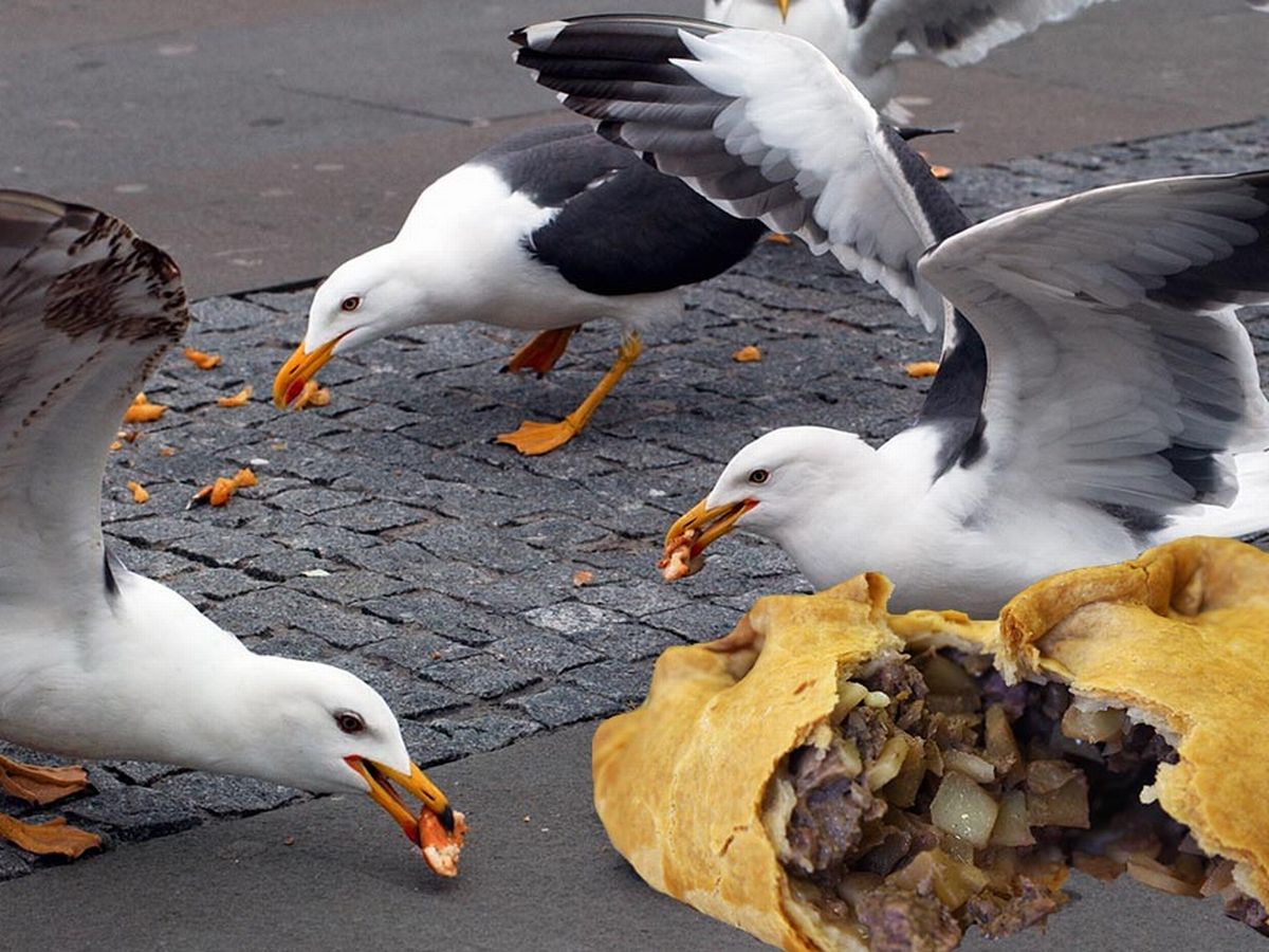 Does anything eat a seagull?